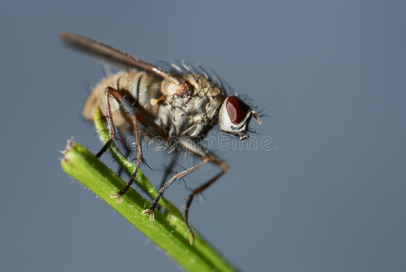 Common house fly stock image. Image of plant, studio - 26476989