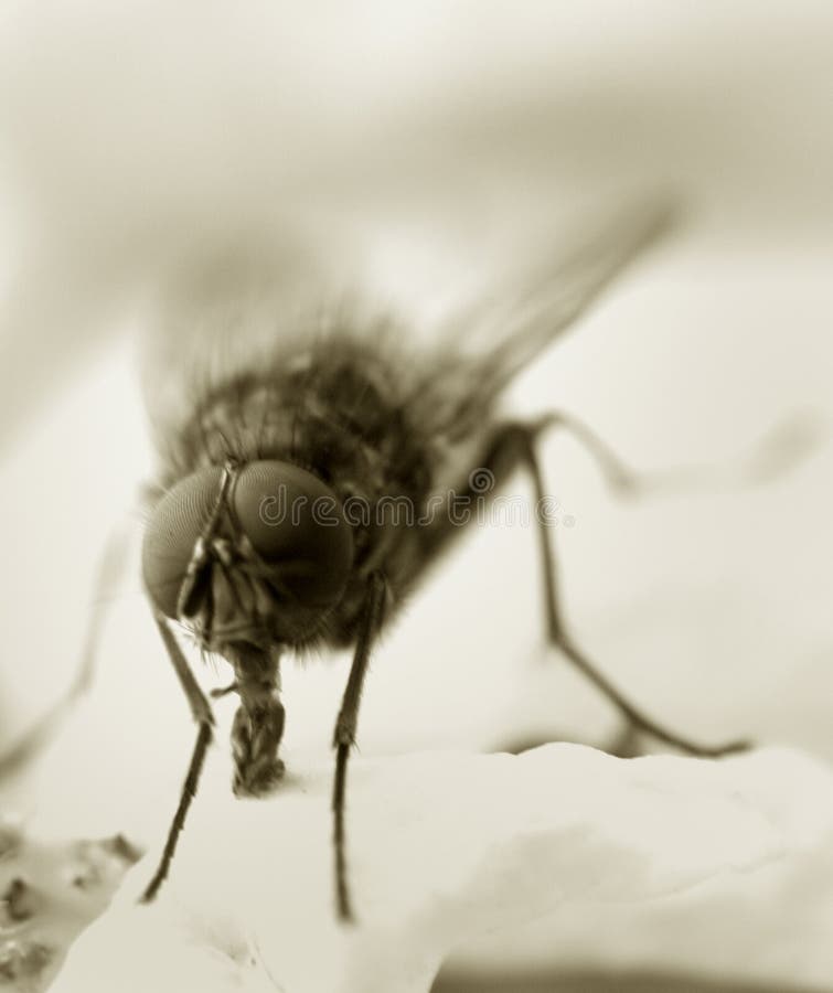 Common House Fly stock image. Image of micro, spread, macro - 833565