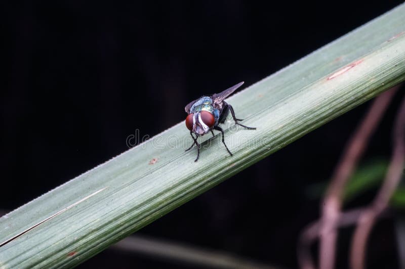 Common house fly stock photo. Image of life, outdoor - 93844118