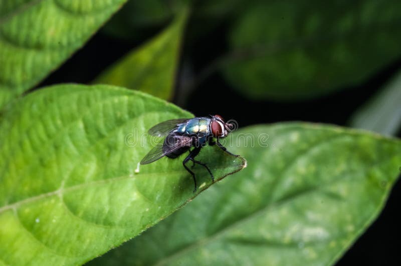 Common house fly stock photo. Image of domestica, garden - 93844200