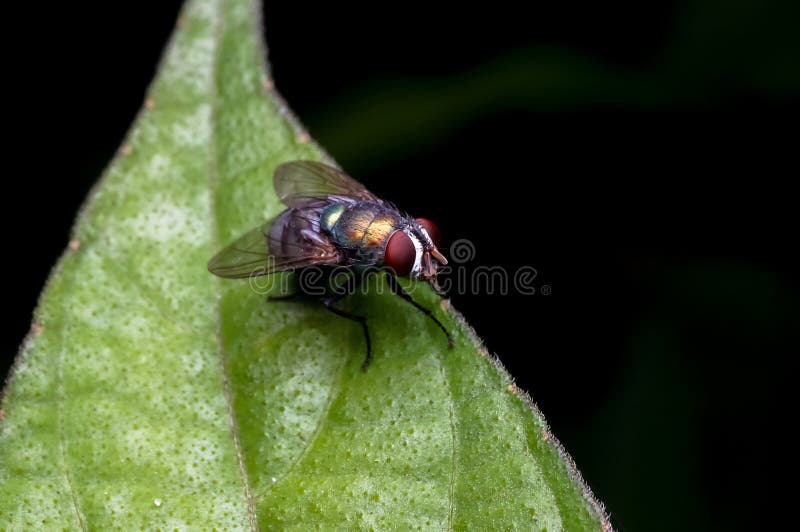 Common house fly stock image. Image of house, detail - 100776663