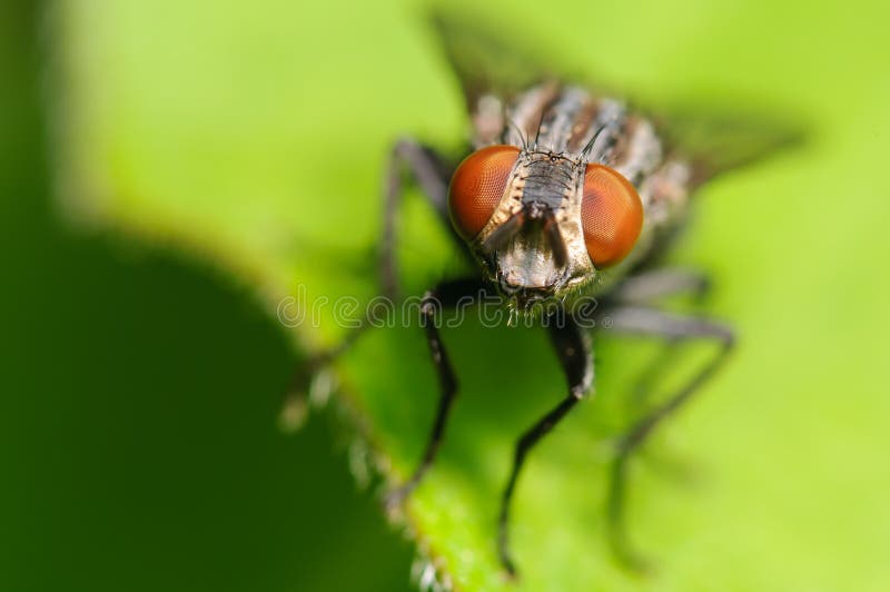 Common House Fly Eating a Piece of Corn Stock Image - Image of space ...