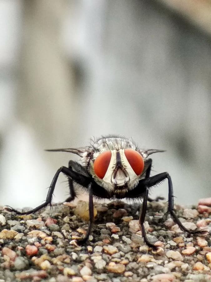 Common house fly stock image. Image of housefly, redeyed - 164361387