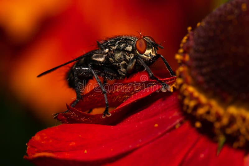 Common House Fly Macro Image on a Red Flower Stock Photo - Image of ...