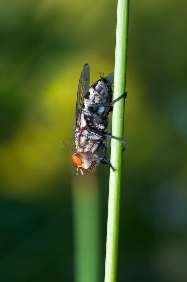 Common house fly stock photo. Image of compound, detail - 103977294