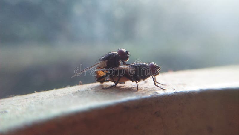 The Common House Fly Mating Shot Stock Photo - Image of insect, wild ...