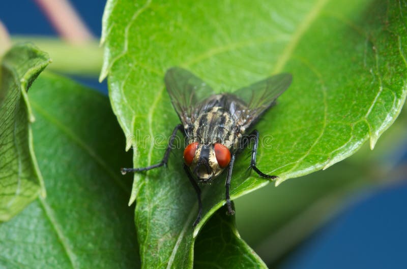 Common house fly stock photo. Image of unhygienic, house - 87856842