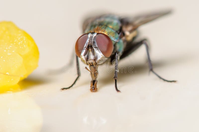 Common House Fly Next To a Piece of Corn Stock Photo - Image of summer ...