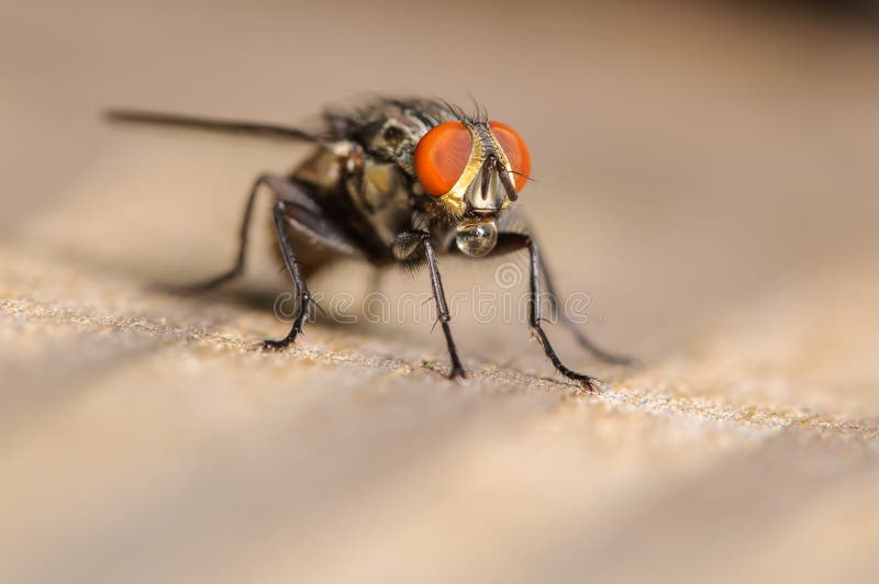 Common House Fly Eating a Piece of Corn Stock Image - Image of space ...