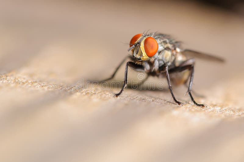 Common House Fly Eating a Piece of Corn Stock Image - Image of space ...