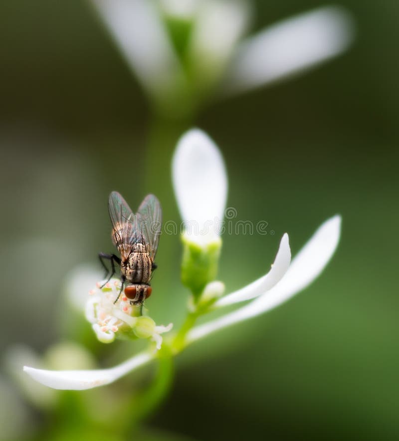 House Fly Macro on White Flower Stock Image - Image of horticulture ...