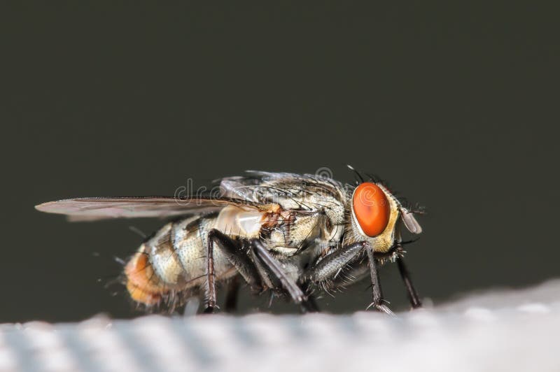 Common House Fly stock photo. Image of little, brown - 39668744