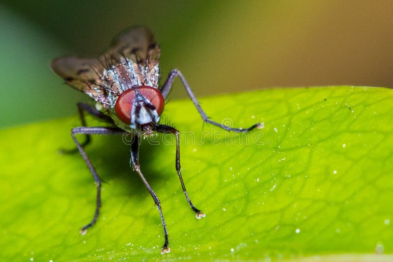 Common House Fly stock image. Image of house, garden - 80309593