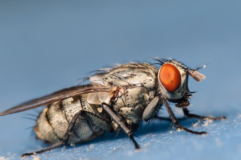 Common House Fly stock image. Image of detail, small - 39132547