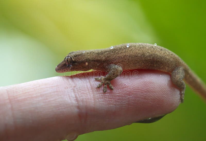 House Gecko stock image. Image of leaf, hemidactylus, nature - 4395447