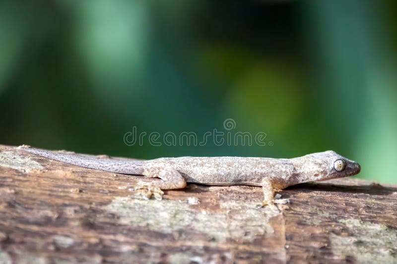 150 House Lizzard Stock Photos - Free & Royalty-Free Stock Photos from ...