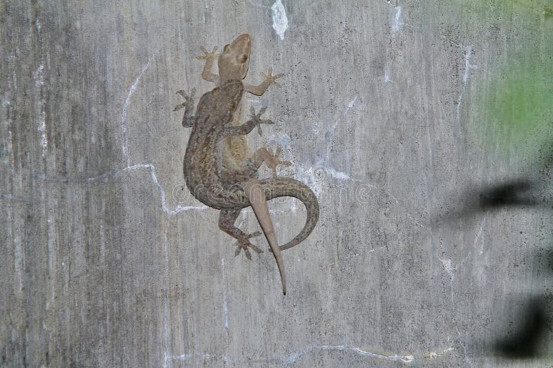Common house lizards stock image. Image of relief, wood - 344549049