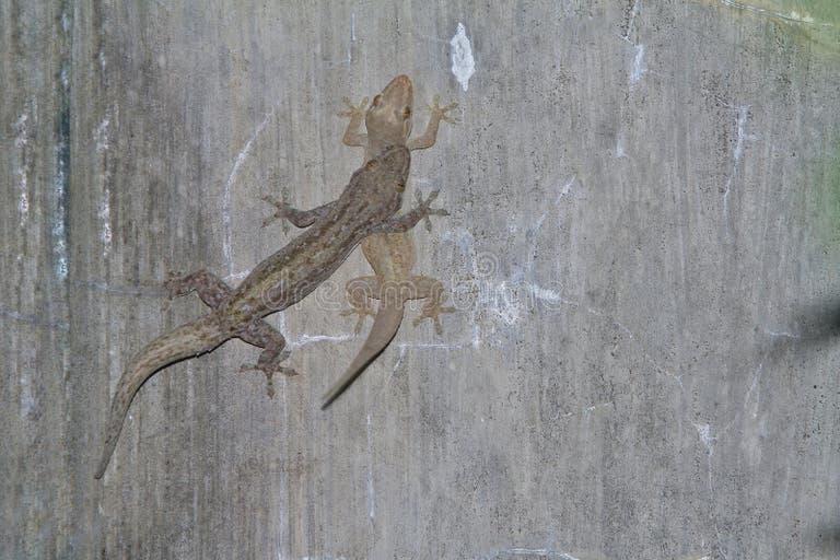 Common house lizards stock photo. Image of tail, drawing - 344549074