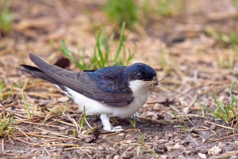 Common house martin stock photo. Image of martin, materials - 15677604