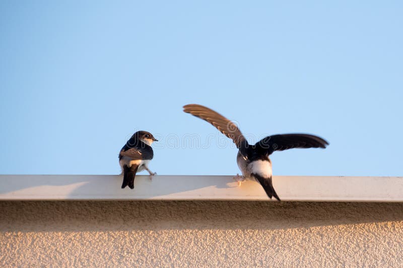 Common house martin birds stock image. Image of house - 233174661