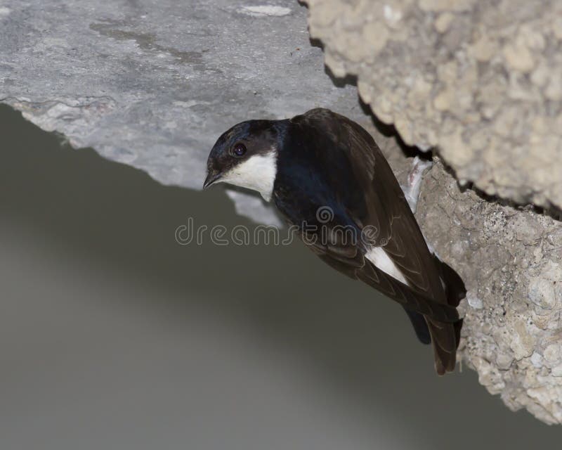 Common House Martin Hanging on a Nest Under the Bridge. Stock Photo ...