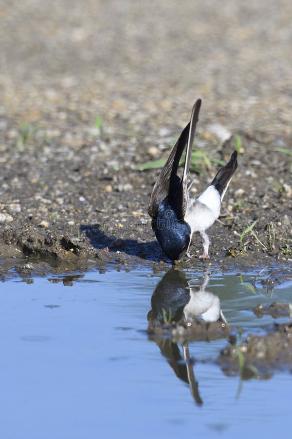 Common House Martin stock image. Image of nest, rustica - 74284775