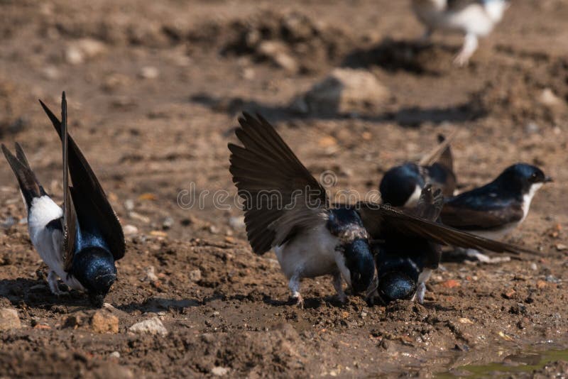 Common House Martin in Nest Building Stock Image - Image of birds ...