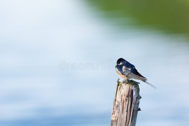 Common House Martin on Pole Stock Photo - Image of arkemheen ...