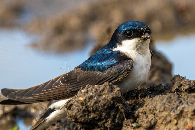 Common House Martin Portrait Stock Photo - Image of feather, house ...