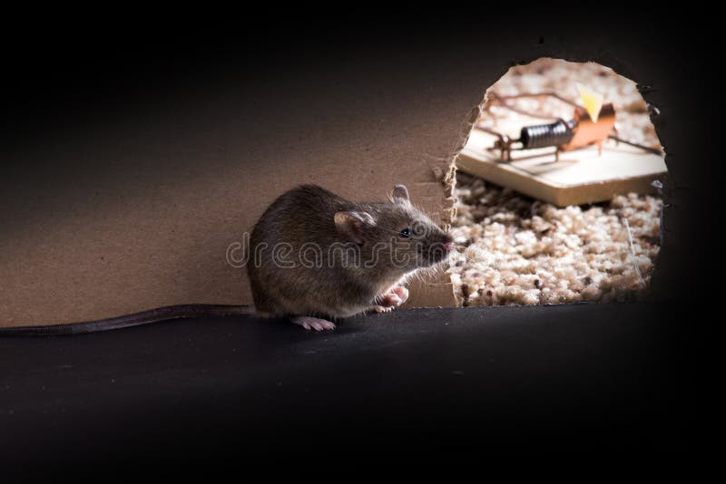 A Common House Mouse (Mus Musculus) Around Burrows, and the Ho Stock ...