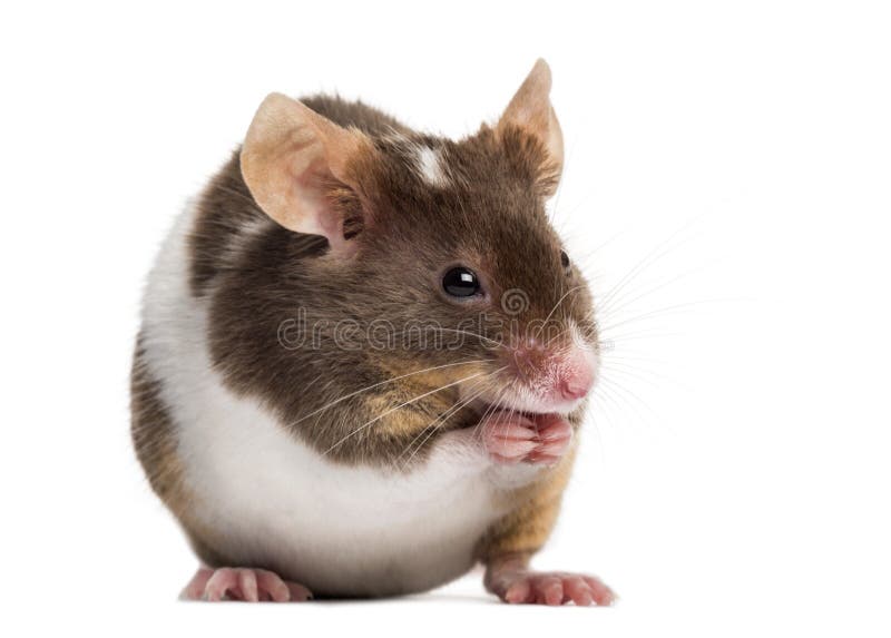 Common House Mouse, Mus Musculus, Isolated on Whi Stock Image - Image ...