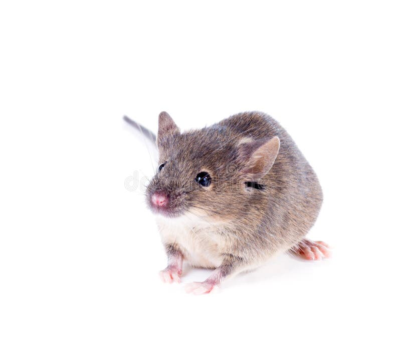 5,024 House Mouse White Stock Photos - Free & Royalty-Free Stock Photos ...