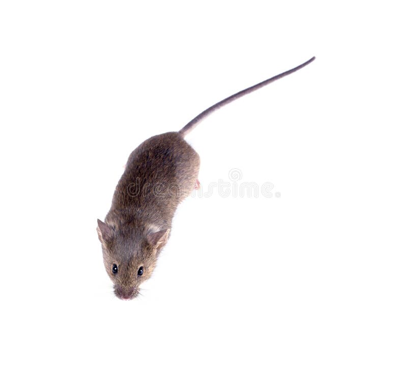 A Common House Mouse (Mus Musculus) Sniffing on White Background Stock ...