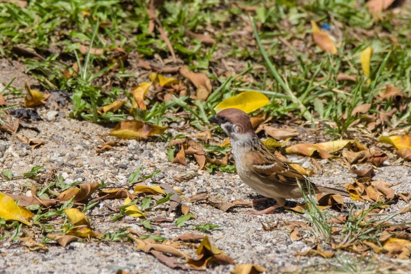 Common House Sparrow in Nature Stock Photo - Image of beak, green ...