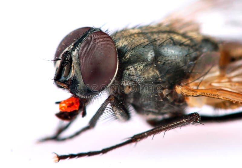 Dirty Common Housefly Eating, Musca Domestica, Isolated Stock Photo ...