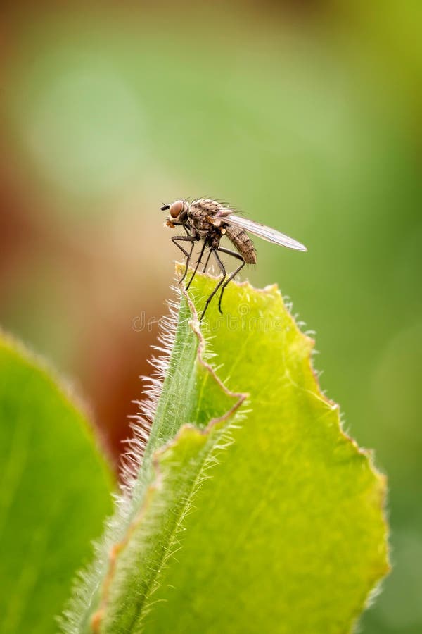 Common Housefly (Fly) stock photo. Image of beautiful - 41901092