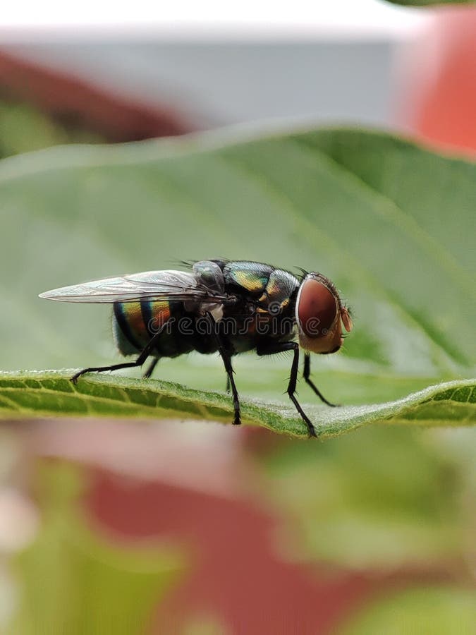 Common Housefly on the Green Leafs Stock Image - Image of housefly ...