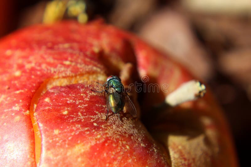 Common Housefly Sitting on a Red Apple Stock Photo - Image of feed ...