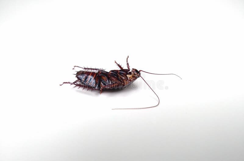 Cockroaches Isolated from White Backgroundcilpping Paths Stock Photo ...