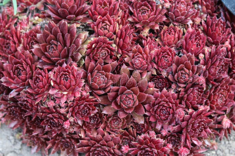 Common Houseleek or Hen and Chicks (Sempervivum Red Ace Stock Image ...