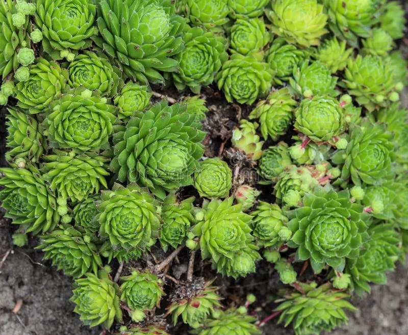 Common Houseleek (Sempervivum Tectorum) Flower, Also Known As Hens and ...