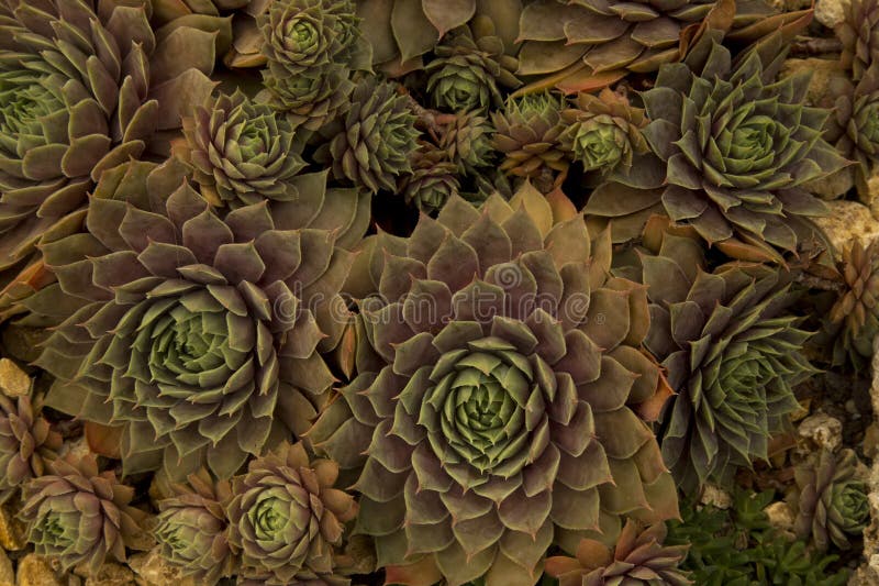 The Common Houseleek (Sempervivum Tectorum). Stock Image - Image of ...