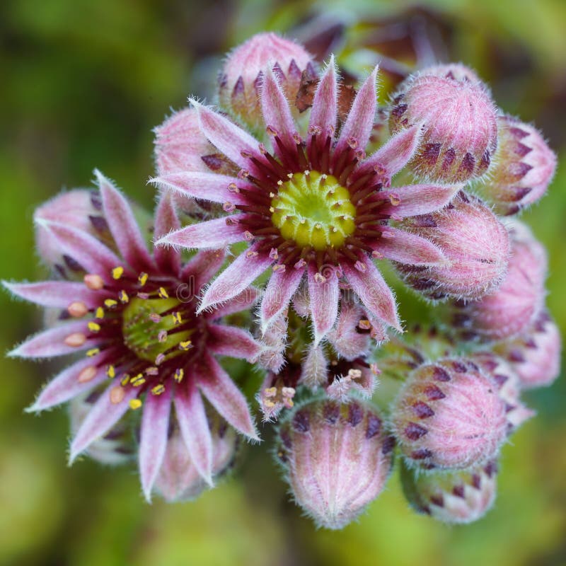 Common Houseleek, Sempervivum Tectorum Stock Photo - Image of ...