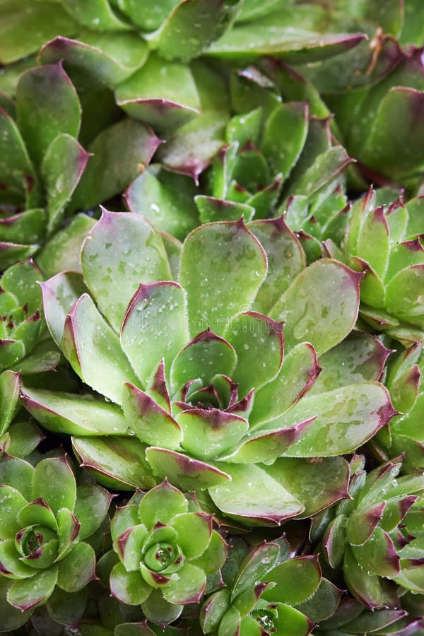 Common Houseleek Sempervivum Tectorum Stock Image - Image of closeup ...