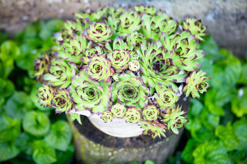 Common Houseleek or Sempervivum Tectorum is Also Known As Healing Blade ...