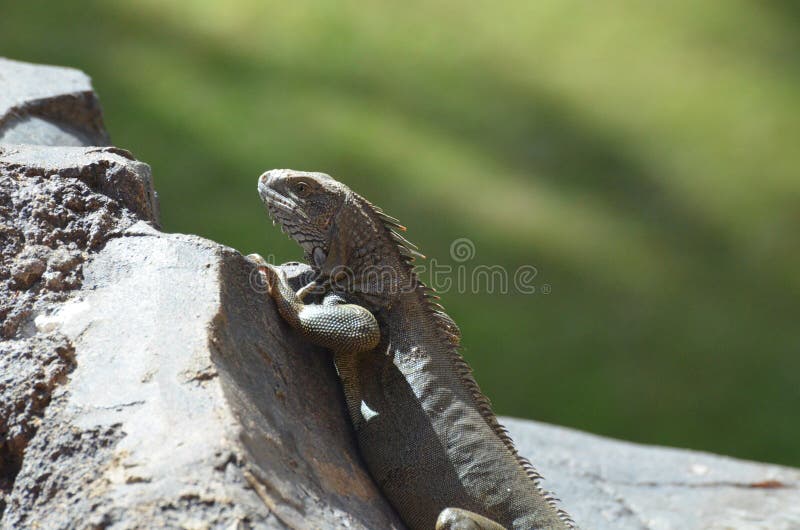 Common Iguana Peaking Over the Edge of a Rock Stock Image - Image of ...