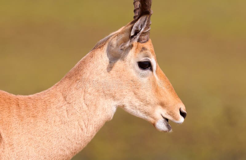 Common Impala Aepyceros Melampus Stock Photo - Image of impala ...