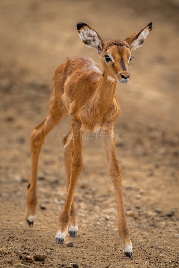 Common Impala Calf Walks on Stony Track Stock Image - Image of safari ...