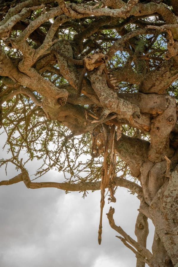 Common Impala Skeleton Hangs from Twisted Branches Stock Photo - Image ...