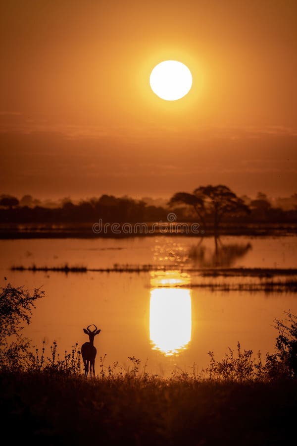 Common Impala Stands on Riverbank at Sunset Stock Photo - Image of ...